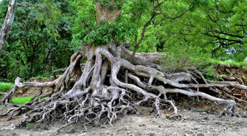 Unpacking the History and Power of Hoodoo Rootwork - Doctor Buzzard Voodoo