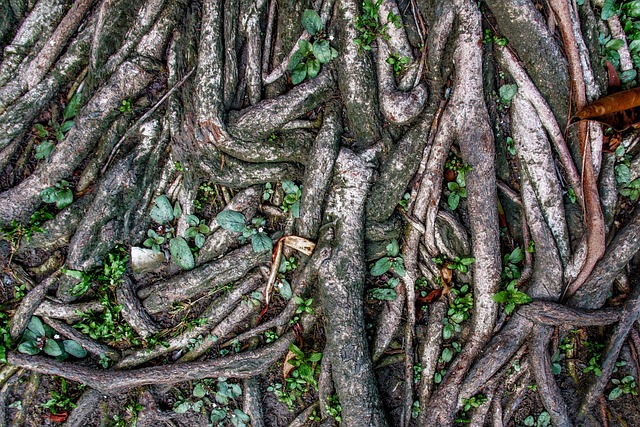 Working with Herbs and Plants in Hoodoo Rootwork - Doctor Buzzard Voodoo